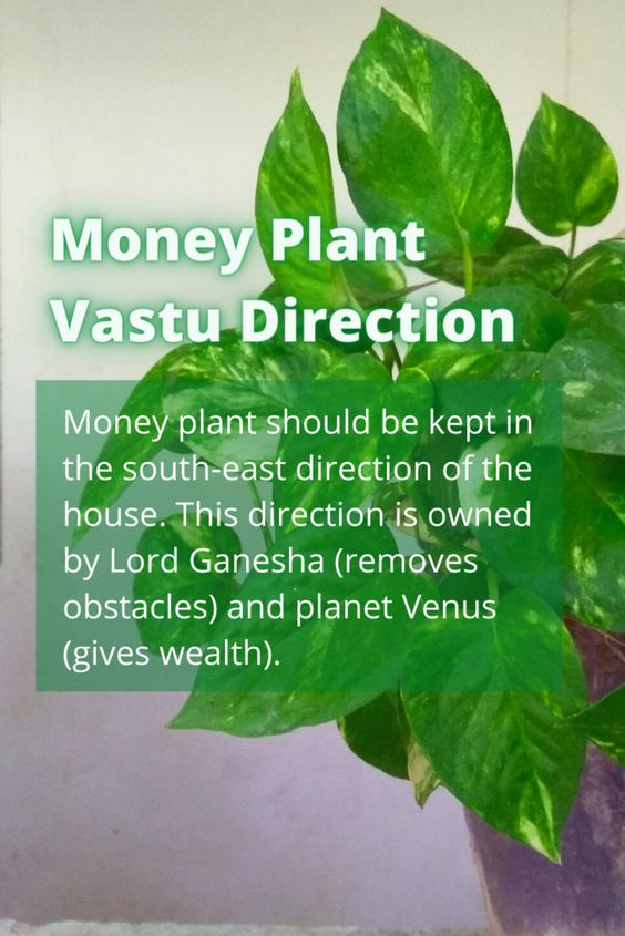 Money Plant Vastu Donts What Not To Do In Your Home For Good Luck