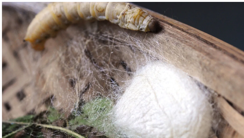 Punnetts Square Genetically Modified Silkworms Produced Pure Spider Silk