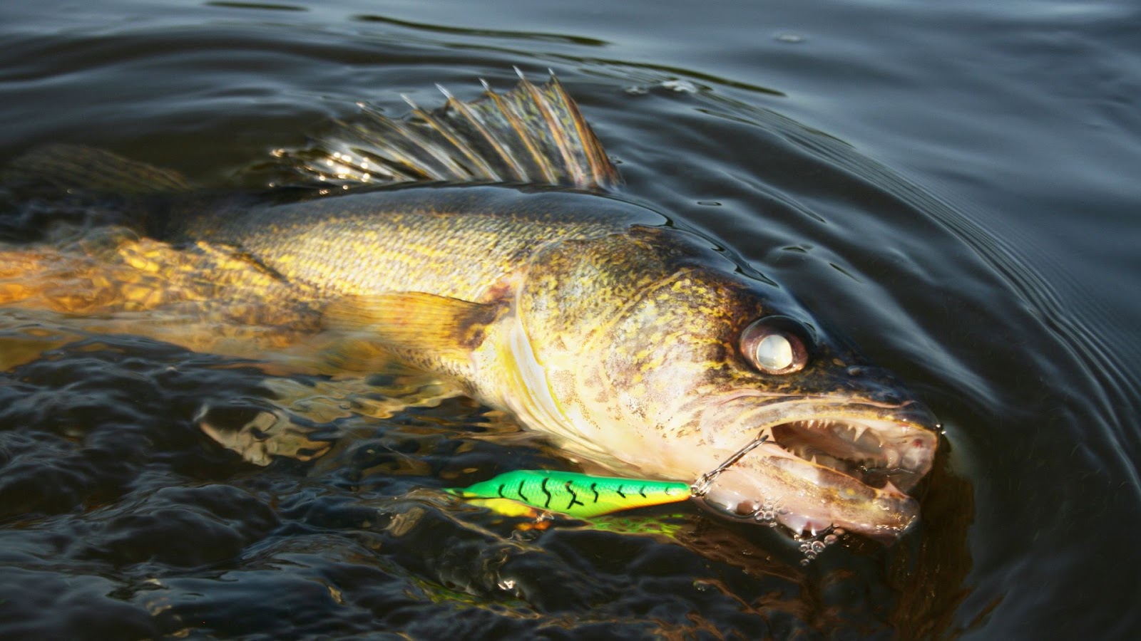 Understanding Walleye Fish Feeding Times When They Bite The Best