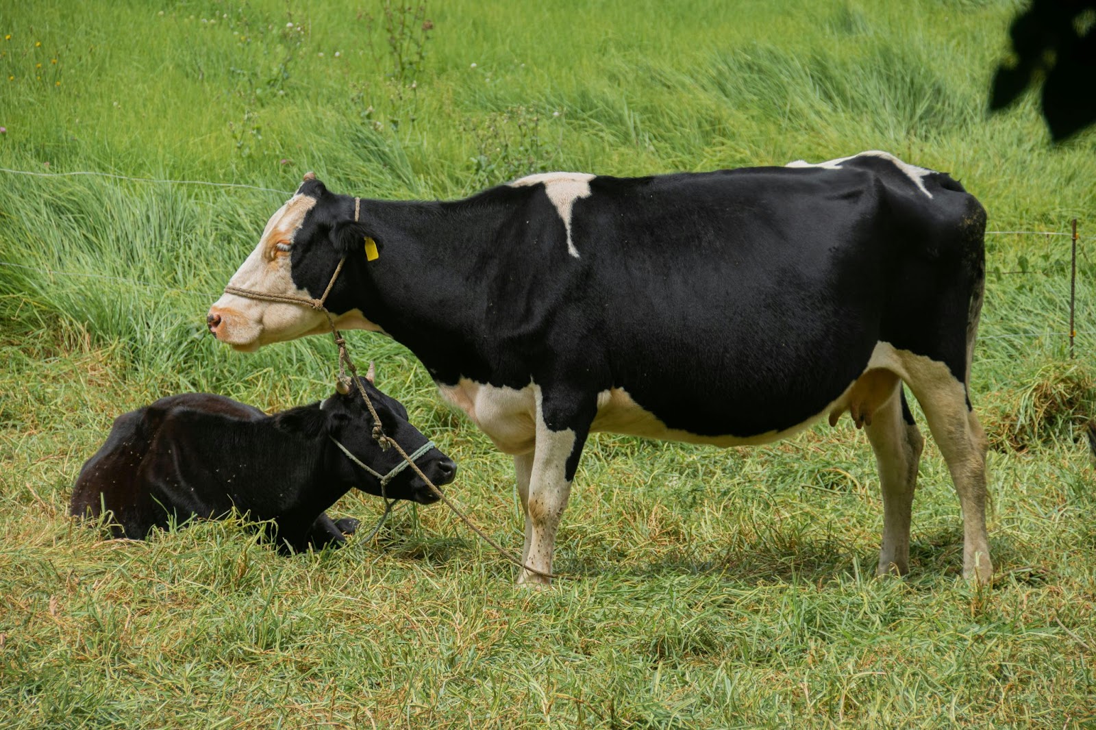 Understanding Milk Fever In Dairy Cows Cloud Peak Veterinary Clinic