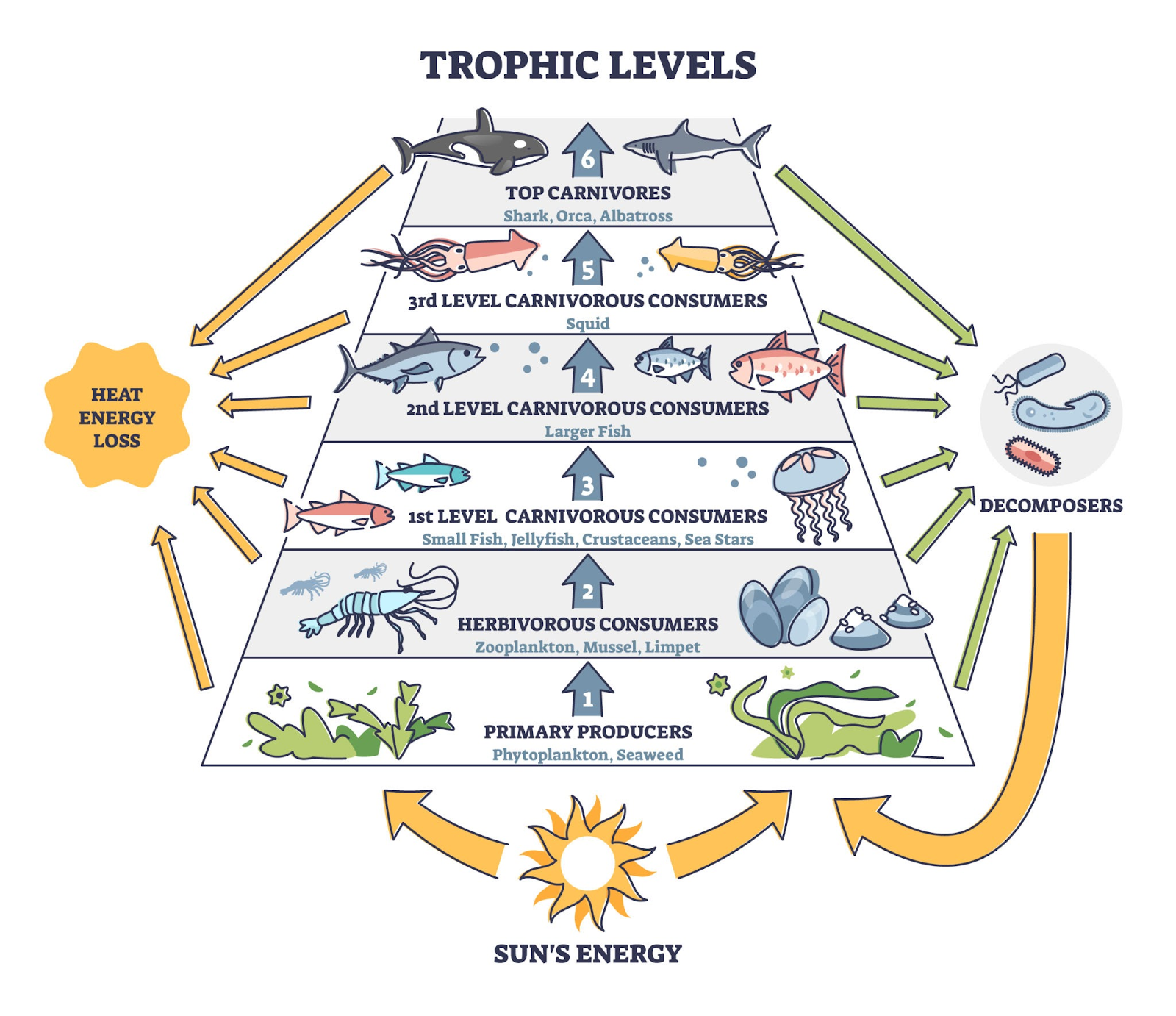 What Are Trophic Levels And Ecological Pyramids Unicminds