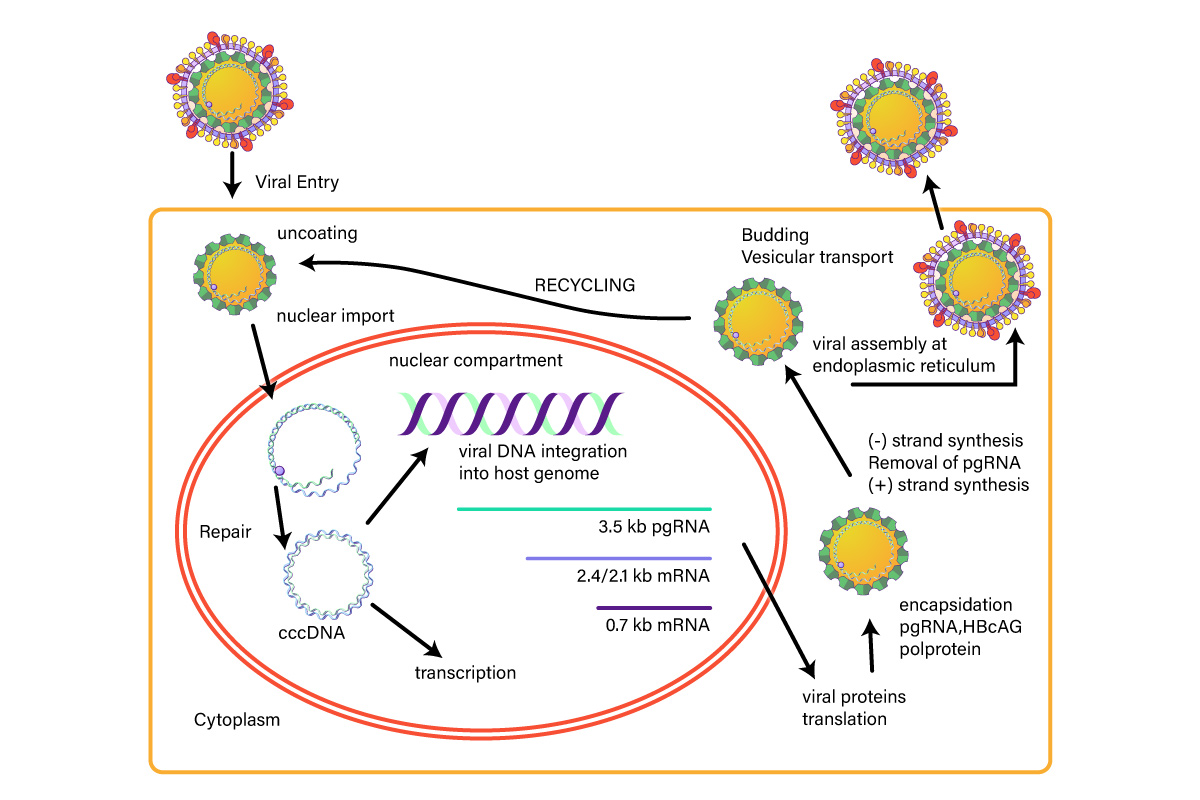 Hepatitis Viruses Lsbio