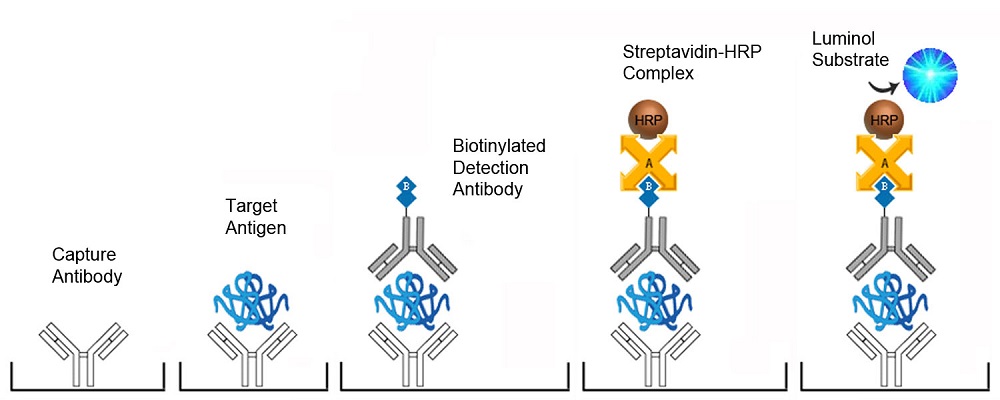 Chemiluminescent Elisa Kits Lsbio