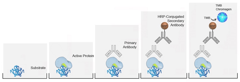 Functional Elisa Kits Lsbio