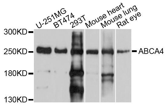 Anti Abca4 Antibody Rabbit Anti Human Polyclonal Wb Lsbio