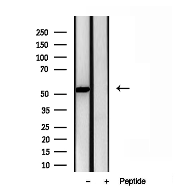 Anti Eral1 Antibody Rabbit Anti Human Polyclonal Lsbio