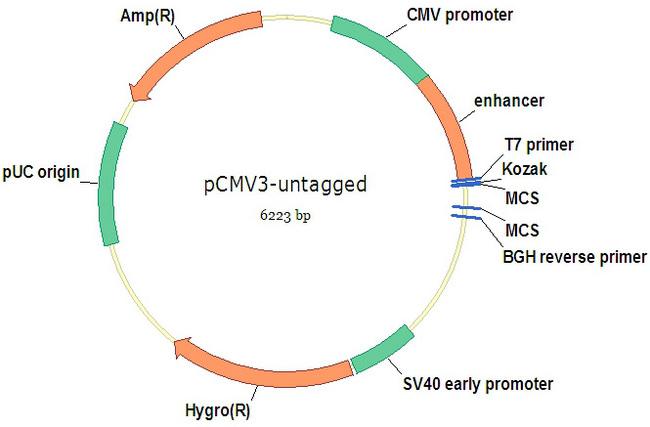 Orf Clone Tmem132d Nm133448 Human Orf Cdna Clones Novopro