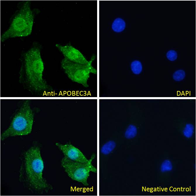 Ihc Plus™ Apobec3a Polyclonal Antibody Goat Anti Human Lsbio