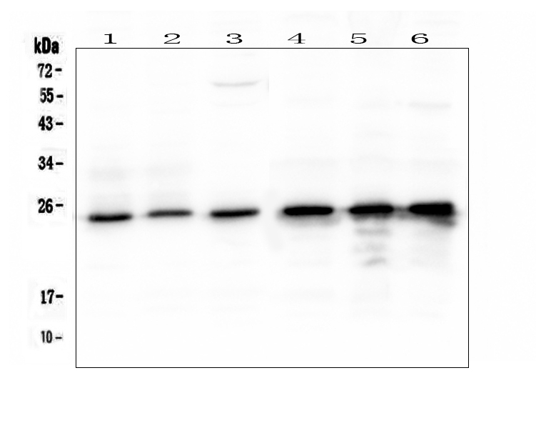 Anti Mttfa Tfam Antibody Rabbit Anti Human Polyclonal Ihcwb Lsbio