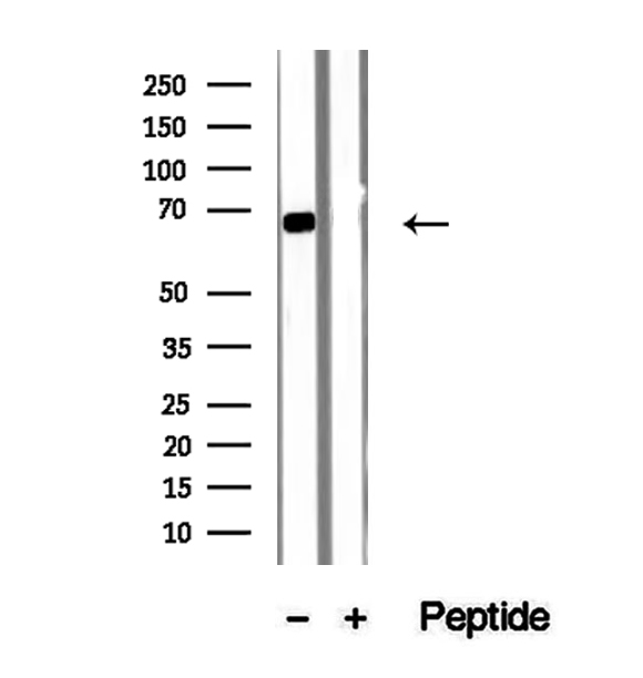 Anti Sdc3 Syndecan 3 Antibody Rabbit Anti Human Polyclonal Lsbio