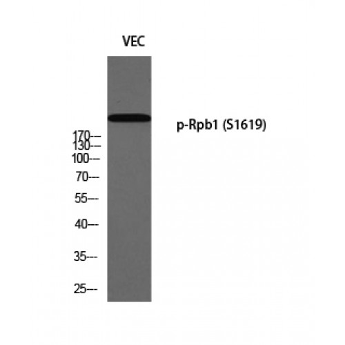 Anti Polr2a Rna Polymerase Ii Antibody Rabbit Anti Human Lsbio