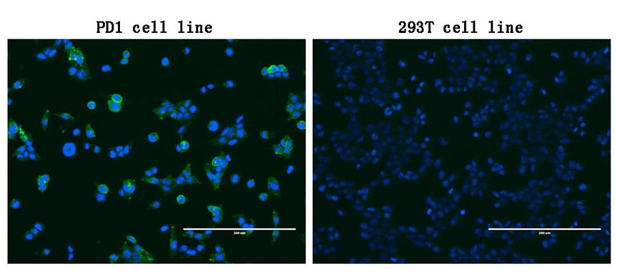 Anti Pdcd1 Cd279 Pd 1 Antibody Mouse Anti Human Monoclonal Lsbio