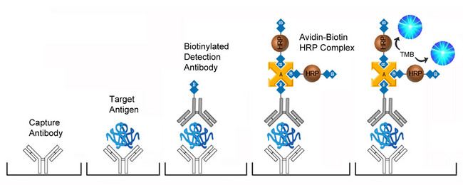 Rat Vegfa Vegf Quant Elisa Kit Sandwich Lsbio