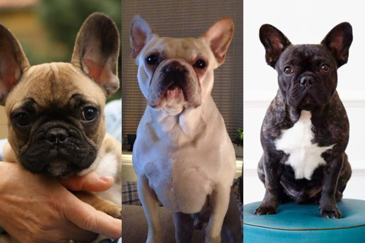 List 7 Most Expensive French Bulldog Best Dont Miss Bss News