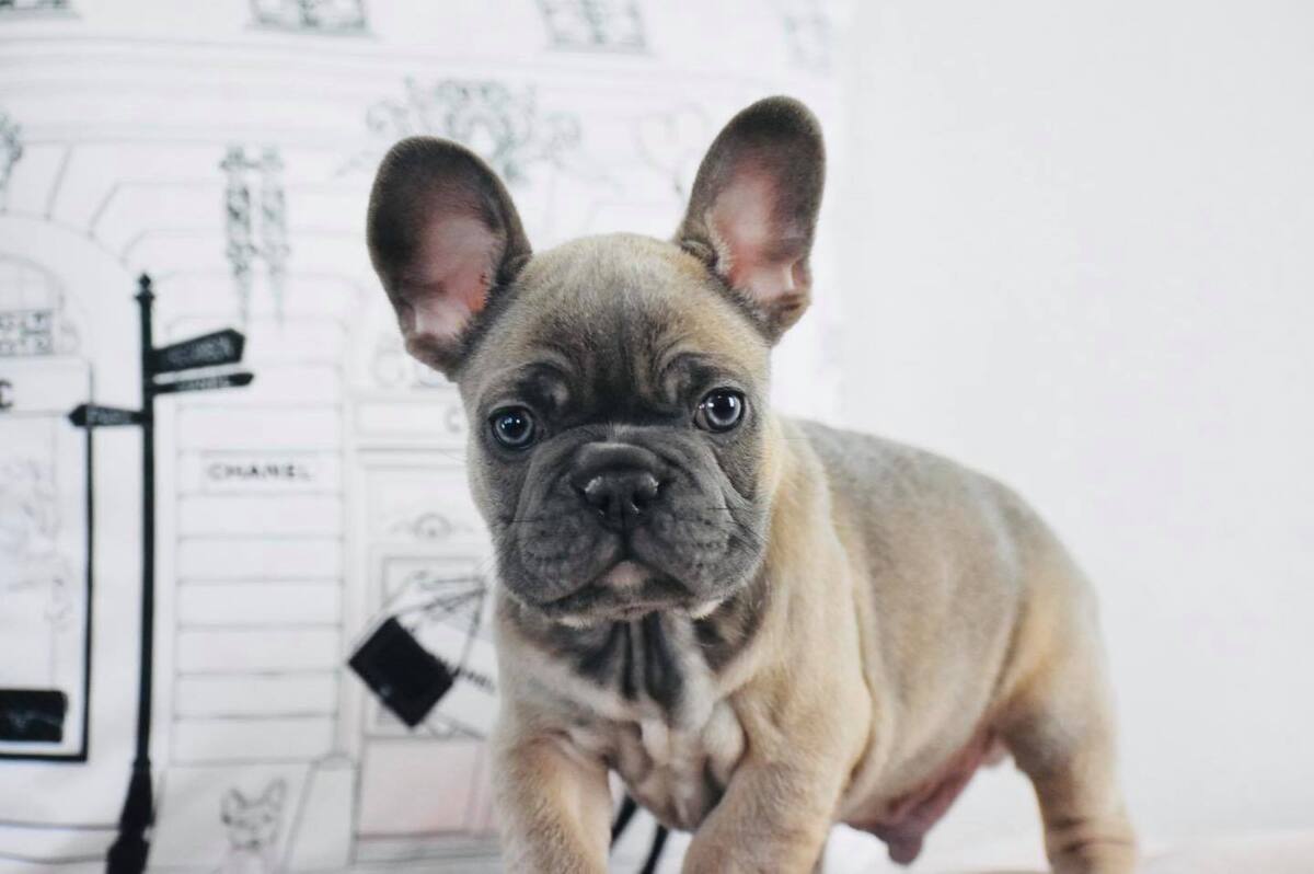 List 7 Most Expensive French Bulldog Best Dont Miss Bss News