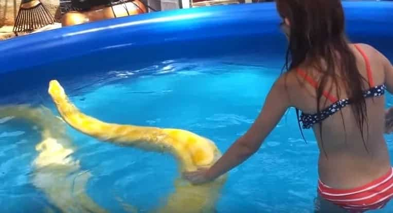 Video Girl Swims With A Giant Snake In The Pool Kamicomph