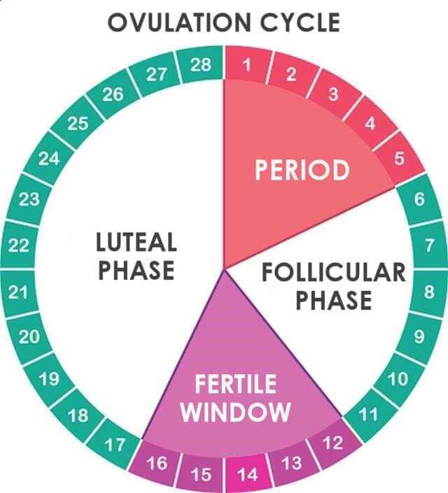 Menstrual Cycle Pregnancy Safe Period