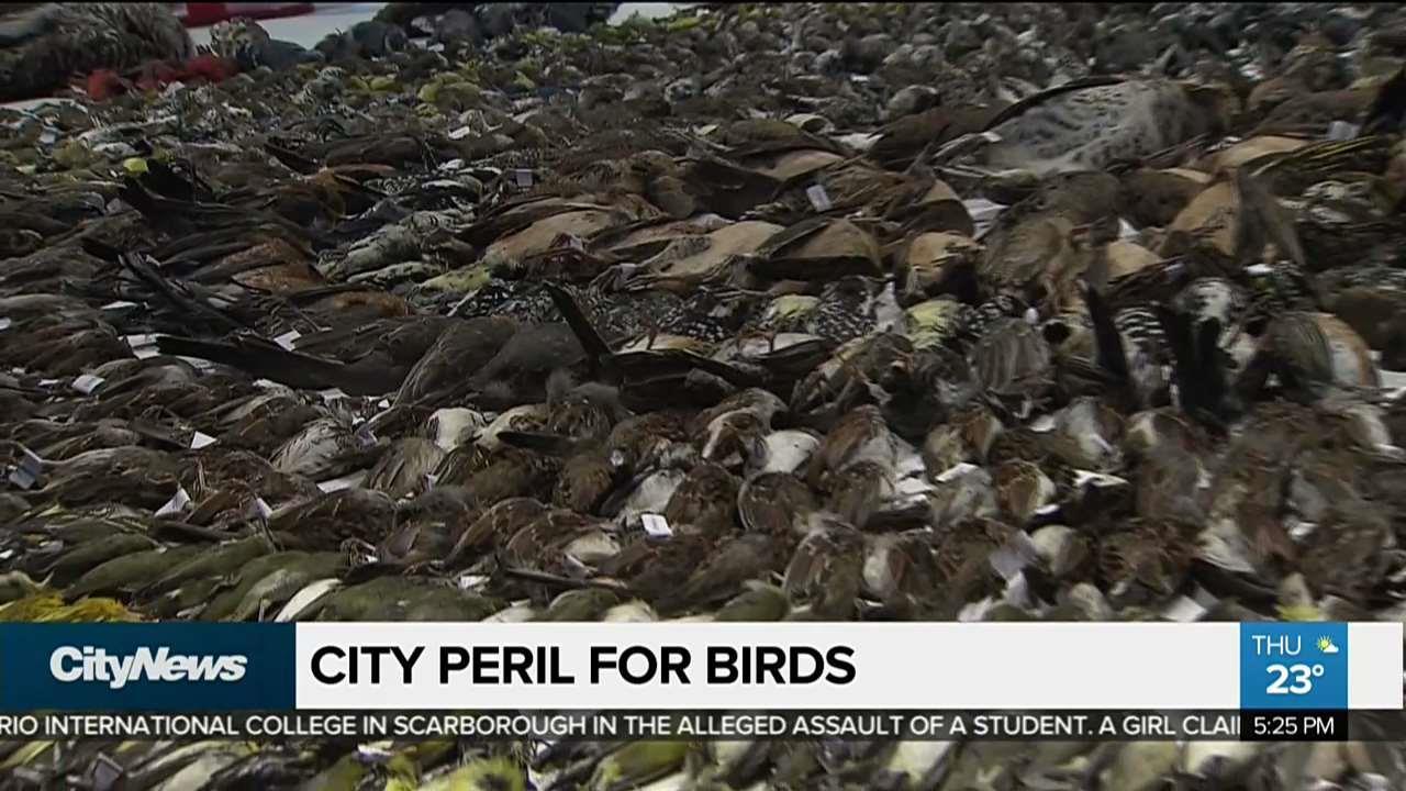 Exhibit Features Birds Killed Flying Into Buildings Citynews Toronto