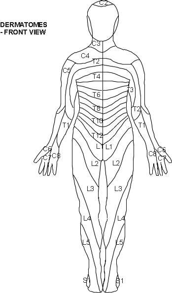 Printable Dermatomes