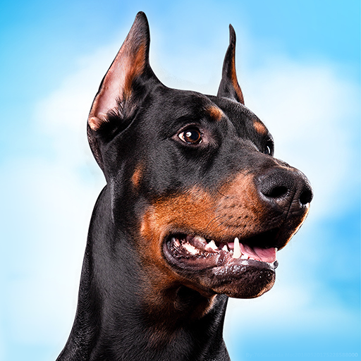 Are Doberman Pinscher Ban