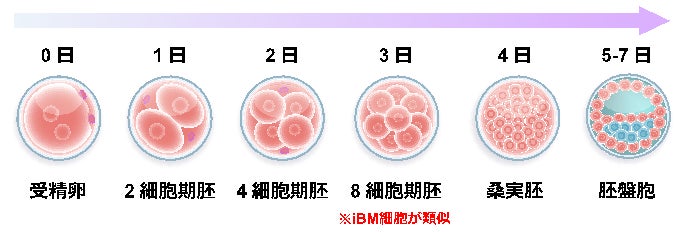 Es細胞よりもヒトの受精卵に近い段階の初期胚様細胞を効率よく作製