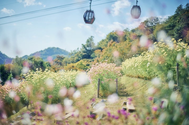 秋の人気フォトスポット「コスモス畑」が間もなく見ごろです。昼は鮮やかに彩るお花畑。夕方には夕陽に透ける花々が演出する情緒あふれる空間へ。神戸の