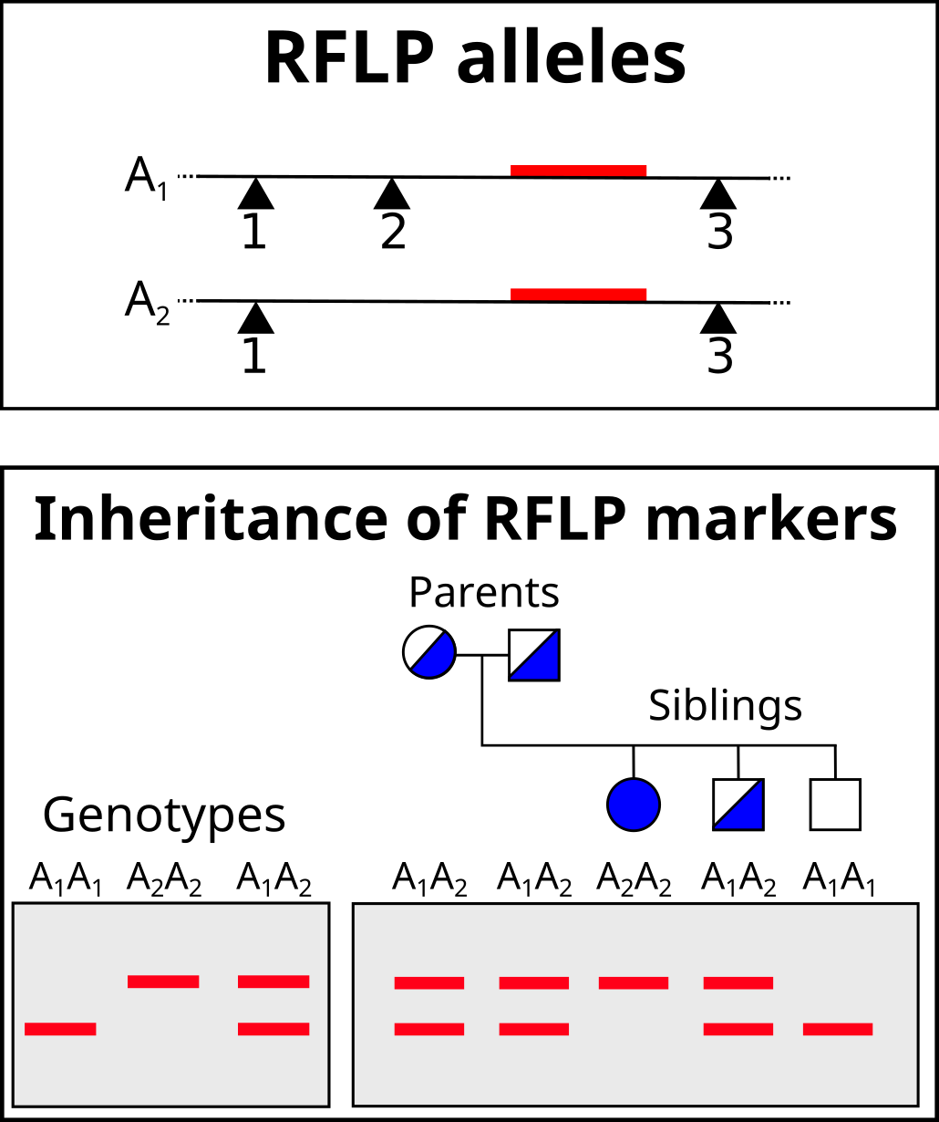 Dna Fingerprinting Rflp Biology Oer