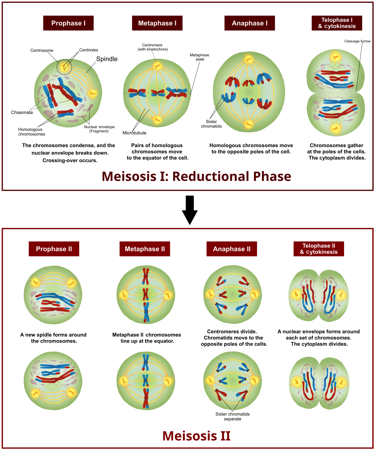 20 Meiosis And Sexual Reproduction Openstax Biology