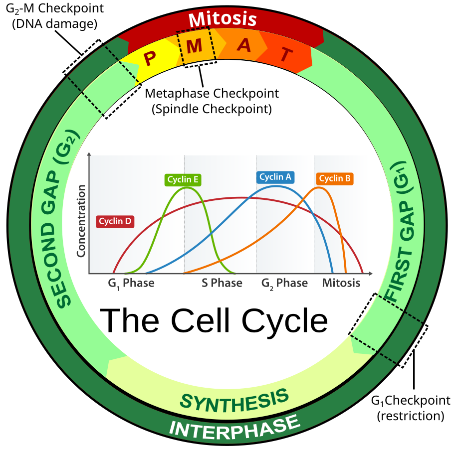 Cell Division Biology Oer