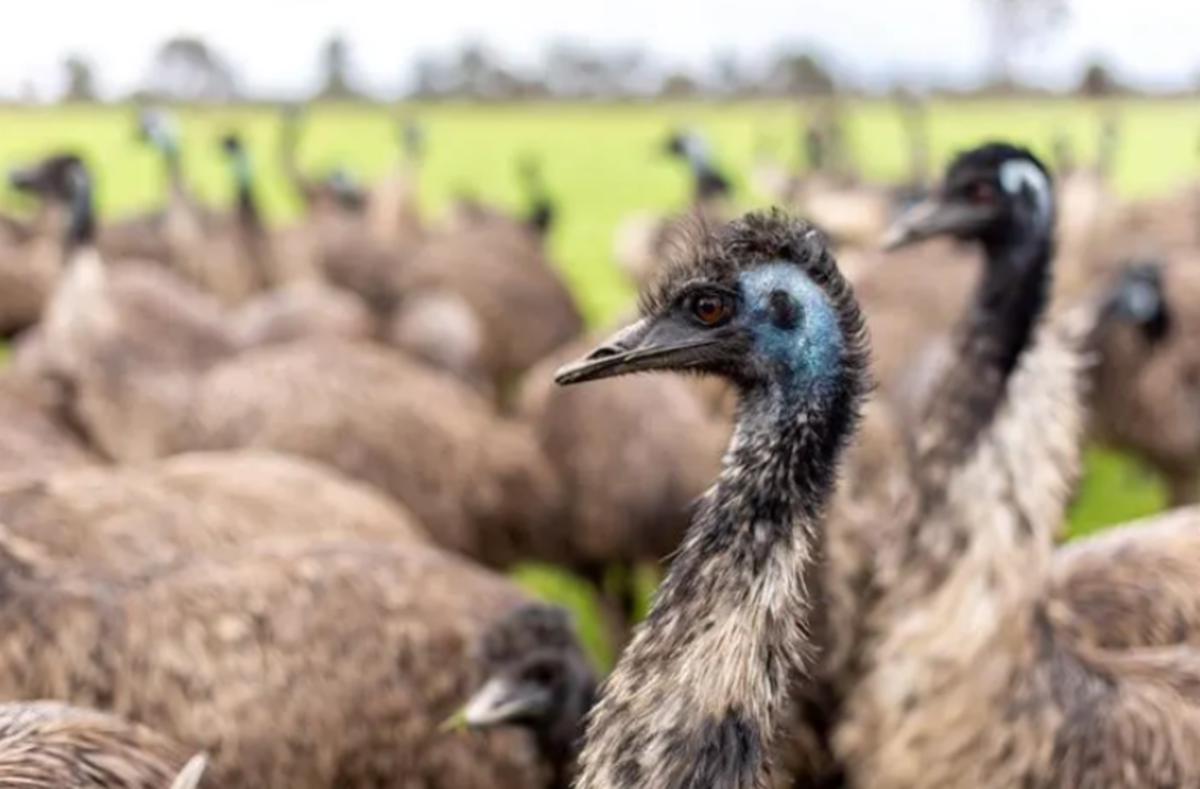 One Of Australias Largest Emu Farms On The Market As Industry Takes