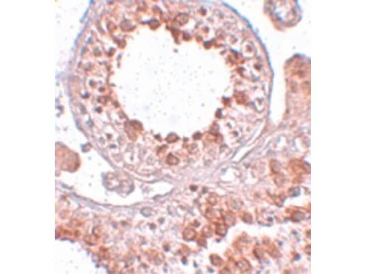 Esx1 Antibody 600 401 Bc1 Rockland