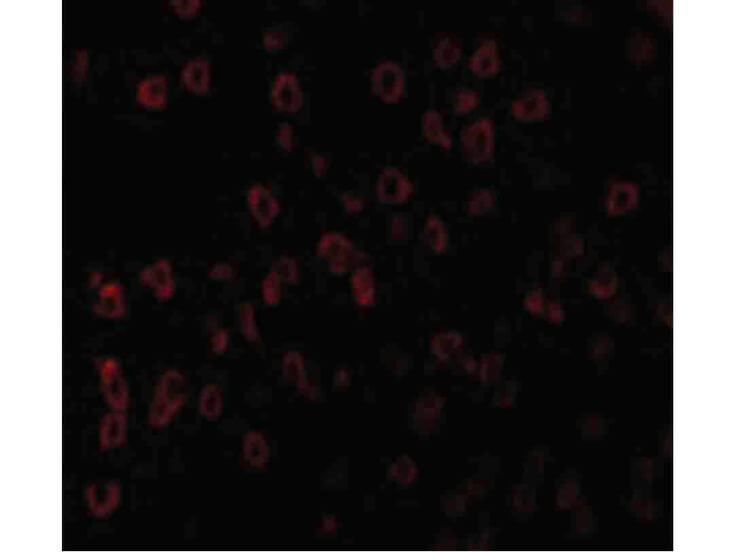 Scf Antibody 600 401 Ee1 Rockland