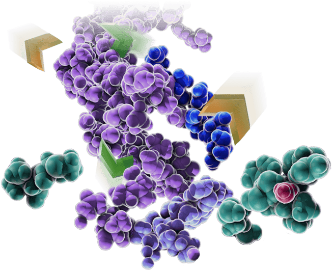 Rapid Digestion Trypsin Protease Digest