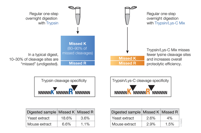 Protease Digestion For Mass Spectrometry Protein Digest Protocols