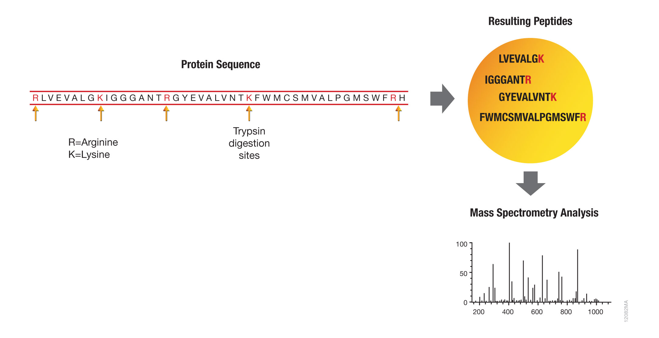 Protease Digestion For Mass Spectrometry Protein Digest Protocols