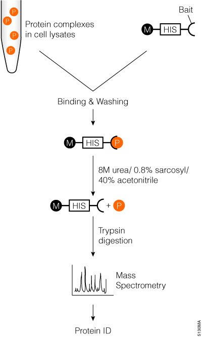 Protease Digestion For Mass Spectrometry Protein Digest Protocols