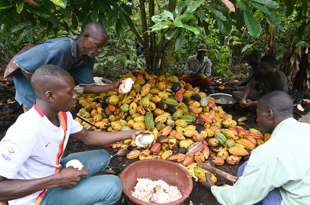 La Récolte Du Cacao Commence En Côte Divoire Avec Un Prix Très Bas