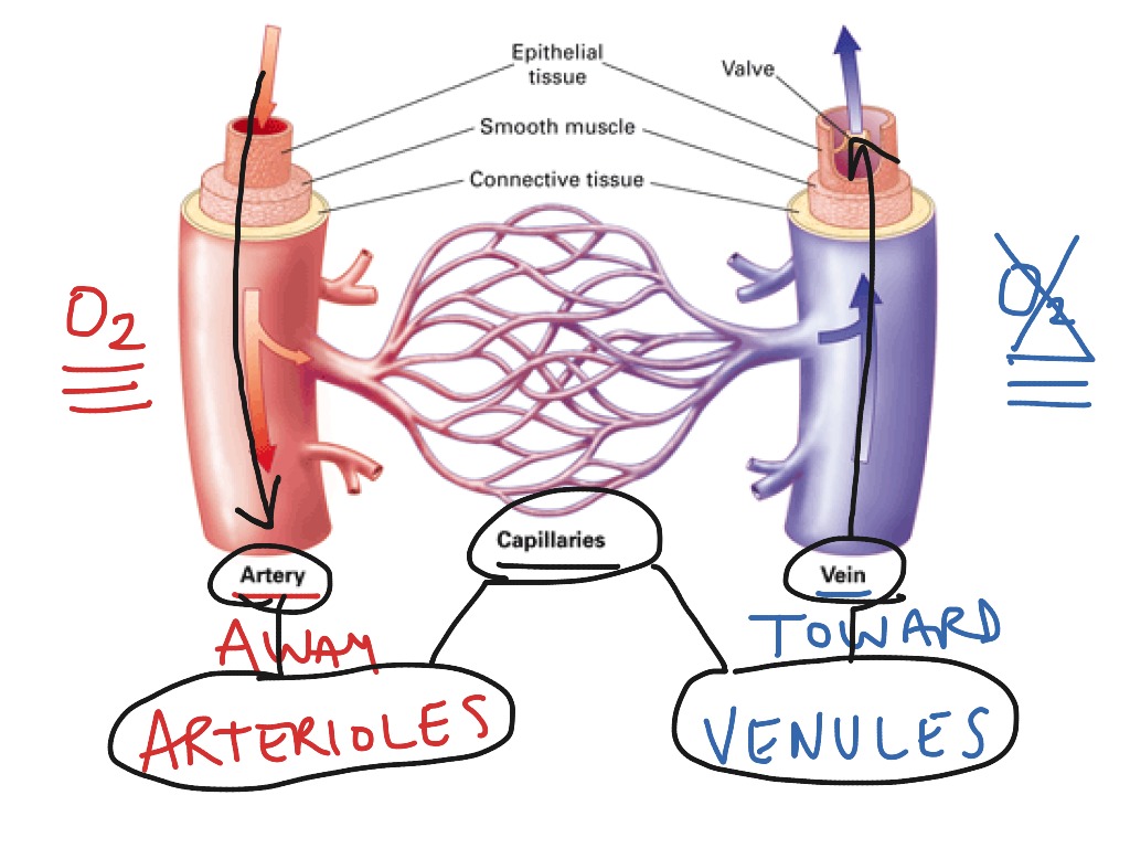 Artery Vein Capillary Science Anatomy And Physiology Showme