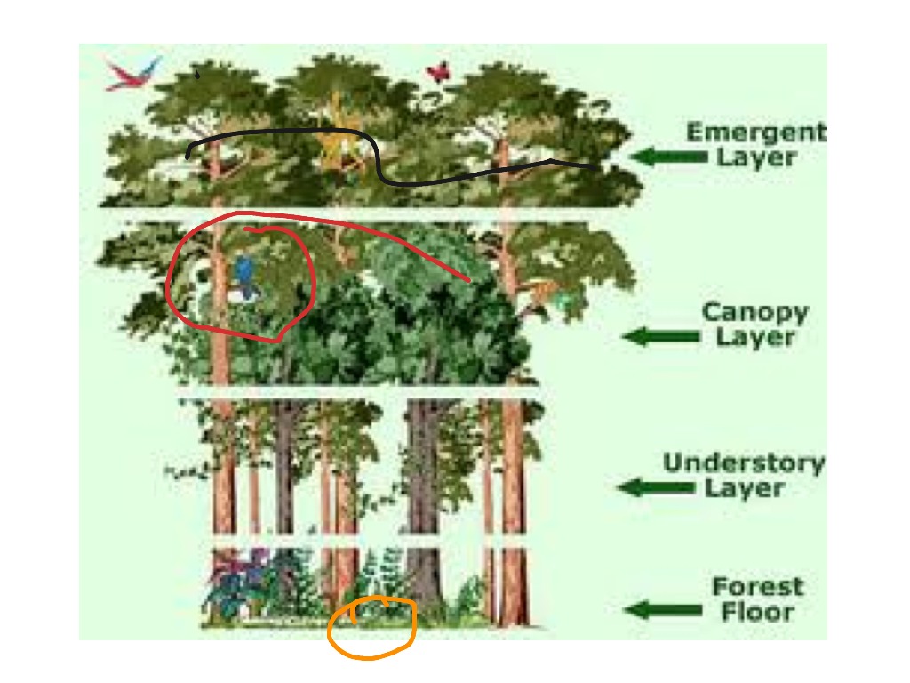 Tropical Rainforest Layers Diagram