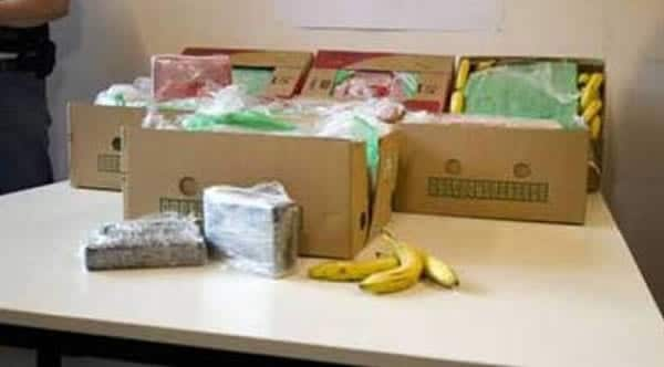 Cocaina Nascosta Tra Le Banane Maxi Sequestro Di Droga A Gioia Tauro