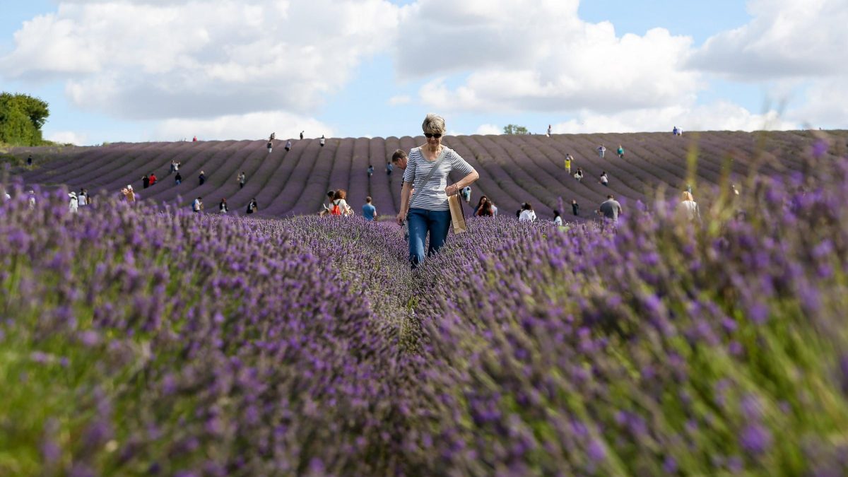 Dove Vedere La Fioritura Della Lavanda A Roma E Nel Lazio Nel 2024 Dai