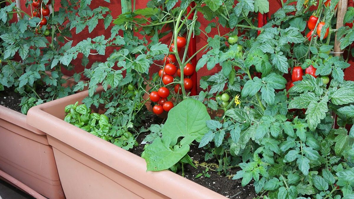 Come Coltivare I Pomodori In Vaso Consigli E Trucchi