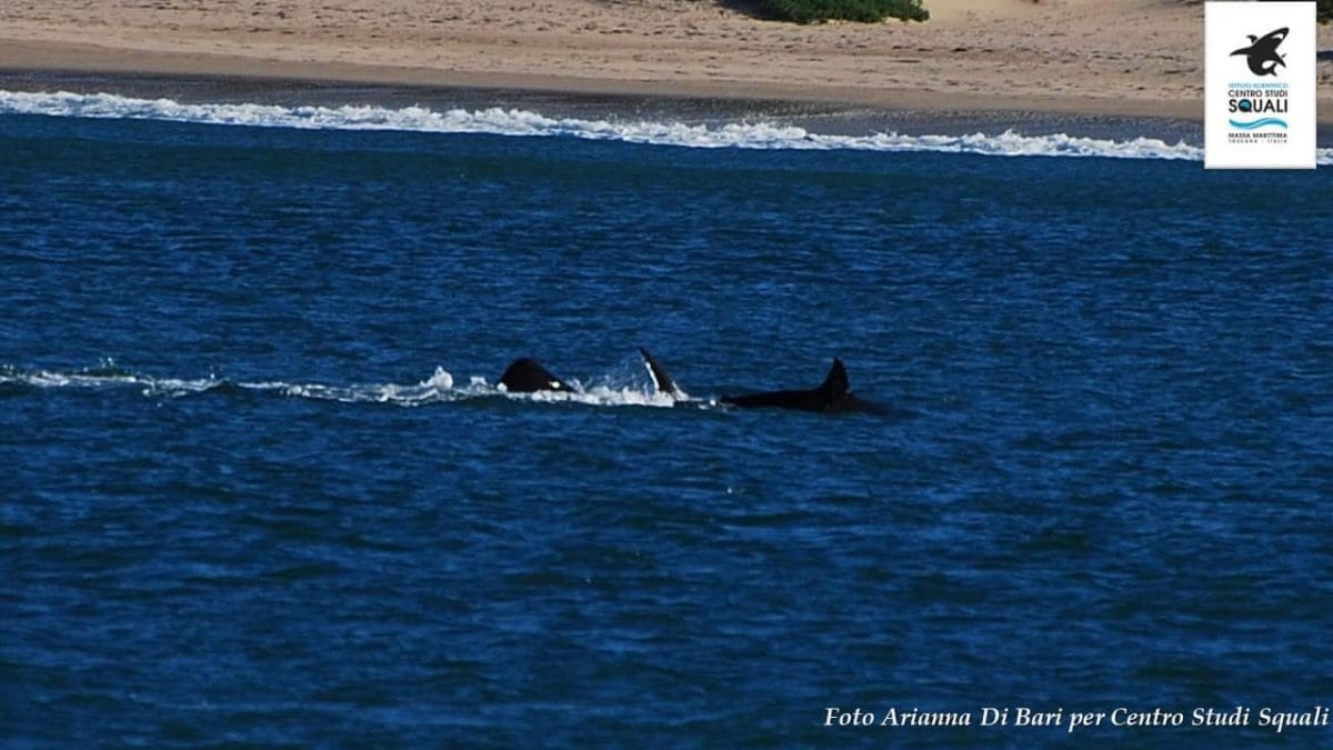 Orca Attacca E Uccide Uno Squalo Bianco Le Immagini Della Predazione