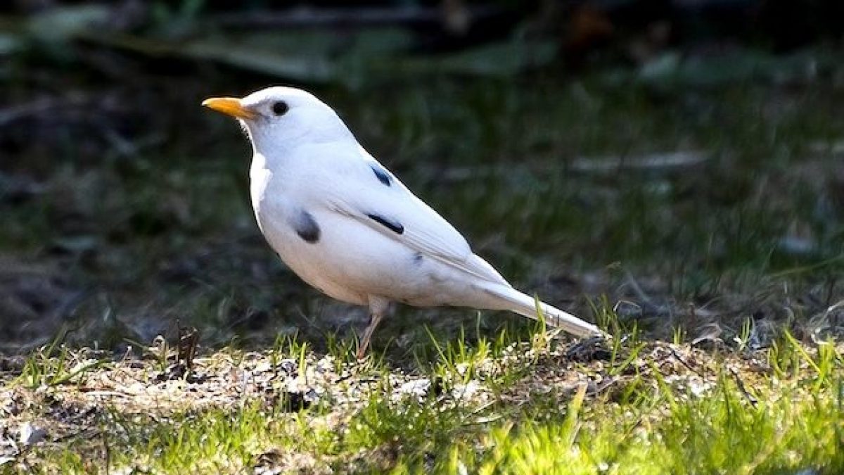 Giorni Della Merla Perché Si Chiamano Così E Quali Sono