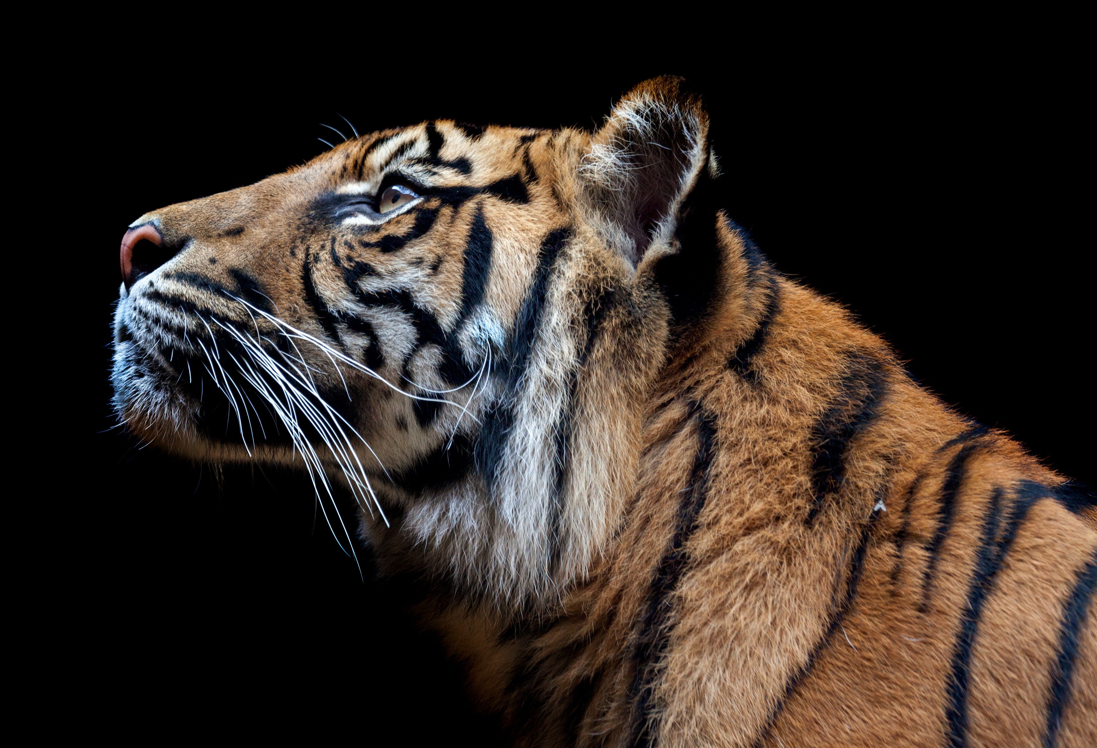 Chi Vincerebbe Tra Un Leone E Una Tigre