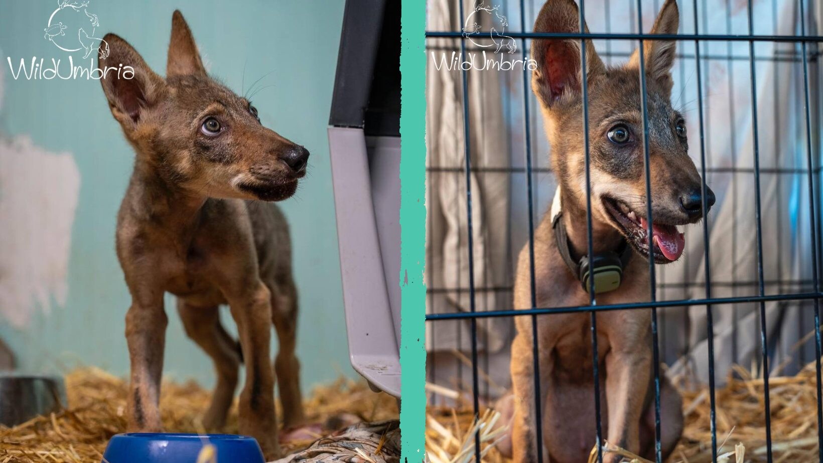 Cucciolo Di Lupo Investito Da Unauto E Curato Al Cras Torna In Natura