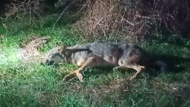 Cucciolo Di Lupo Investito In Salento In Cura Grazie Al Cras