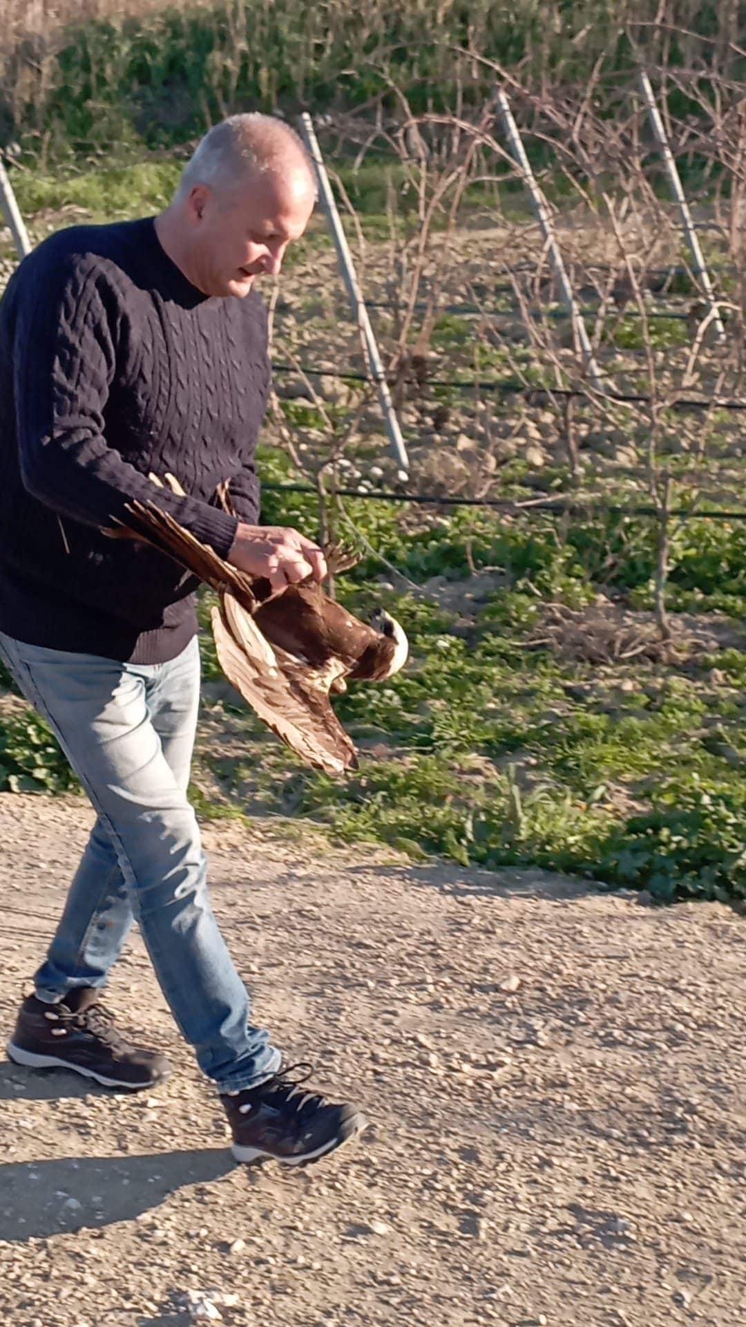 Falco Di Palude Ferito A Fucilate In Area Protetta Dai Bracconieri La