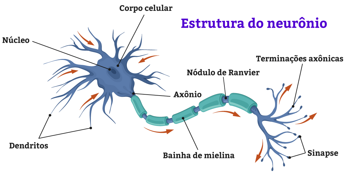 Histologia Dos Tecidos Nervoso E Sanguíneo